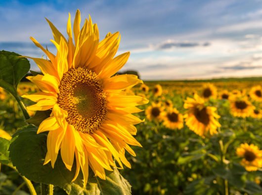 Sonnenblumen: Verschiedene Sorten und deren Eigenschaften vorgestellt