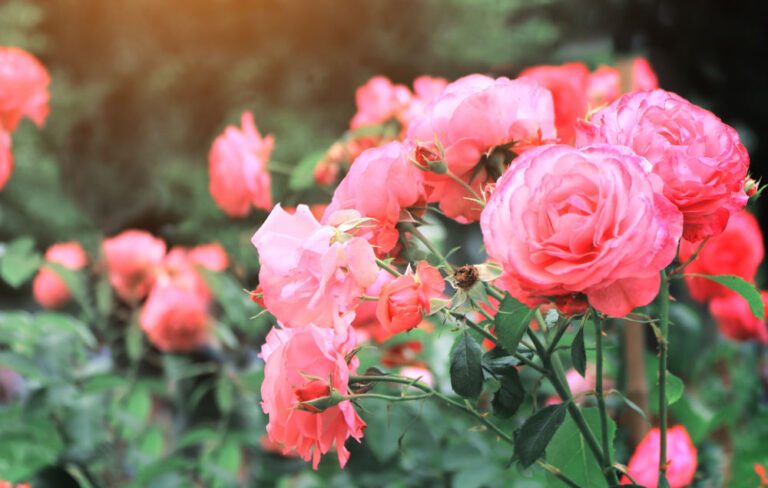 Wunderschone Rosen Eingerollte Blatter Fotos