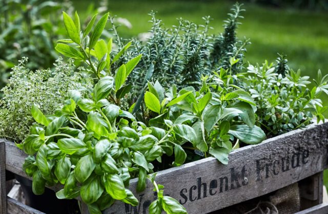 Rizinusstrauch - Was Sie über den Wunderbaum wissen sollten