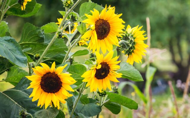 Sonnenblumen: Verschiedene Sorten und deren Eigenschaften vorgestellt
