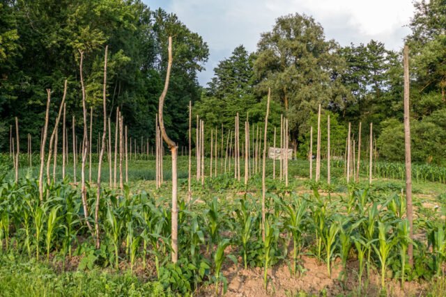Tipps zum Anbau von Stangenbohnen