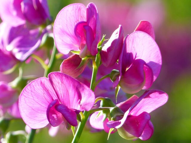 Wicken pflanzen und pflegen - So wird's gemacht