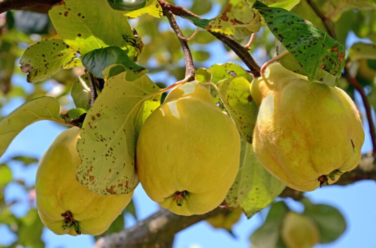 Blattbräune bei Quitten bekämpfen - 5 Tipps gegen die Pilzkrankheit