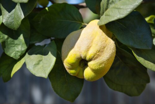 Quittenbaum pflanzen und pflegen – So wird's gemacht