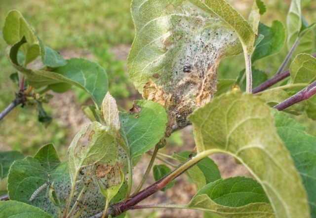 Apfelbaum Schadlinge Bekampfen