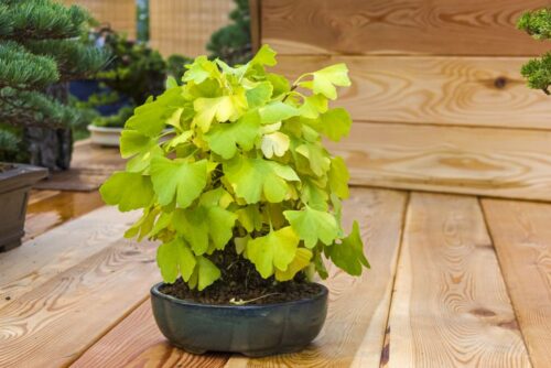 Ginkgo Im Topf überwintern