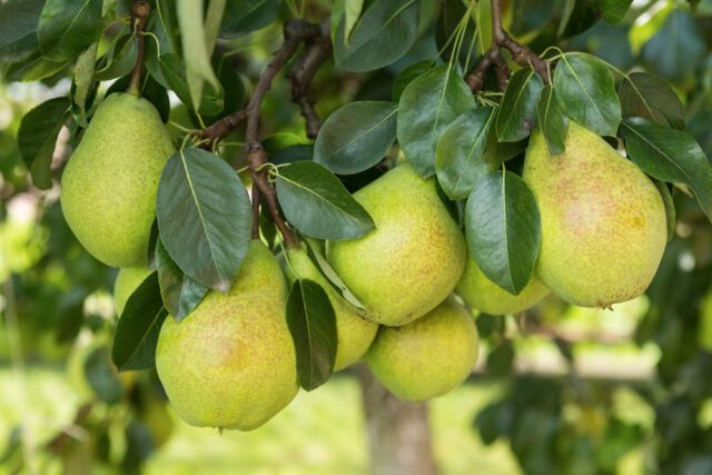 Birnbaum pflanzen und pflegen - So wird's gemacht