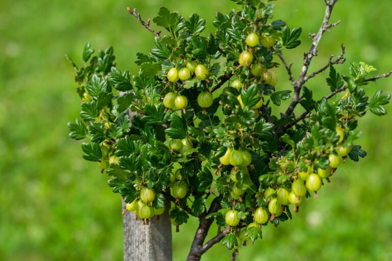 Stachelbeeren: Das sind die häufigsten Krankheiten und Schädlinge