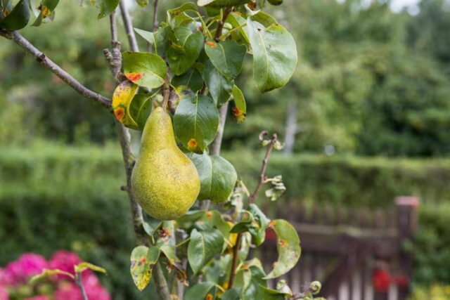 Birnbaum pflanzen und pflegen - So wird's gemacht