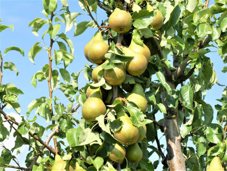 Birnbaum pflanzen und pflegen - So wird's gemacht