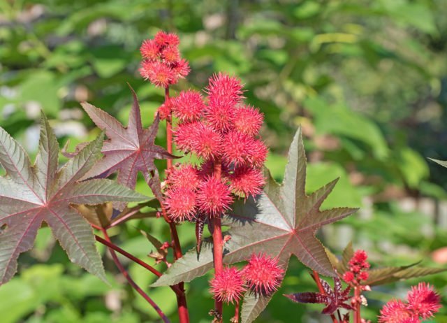 Rizinusstrauch - Was Sie über den Wunderbaum wissen sollten