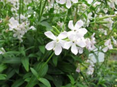 Preiselbeeren: Beliebte Sorten für den Garten vorgestellt