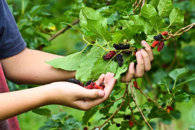 Maulbeerbaum: 6 beliebte Maulbeeren vorgestellt