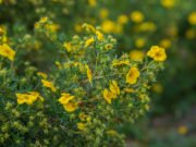 Fingerstrauch vermehren durch Teilung, Stecklinge und Samen