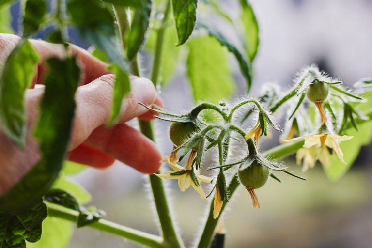 Strauchtomaten - pflanzen, pflegen, vermehren & überwintern