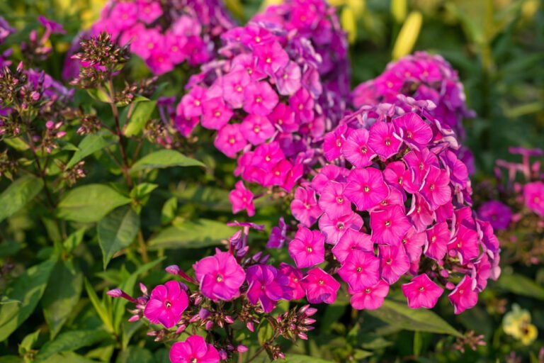 Faszinierend Phlox Im Herbst Schneiden Bild