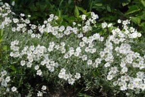 Cosmea (Schmuckkörbchen) pflanzen, pflegen und vermehren
