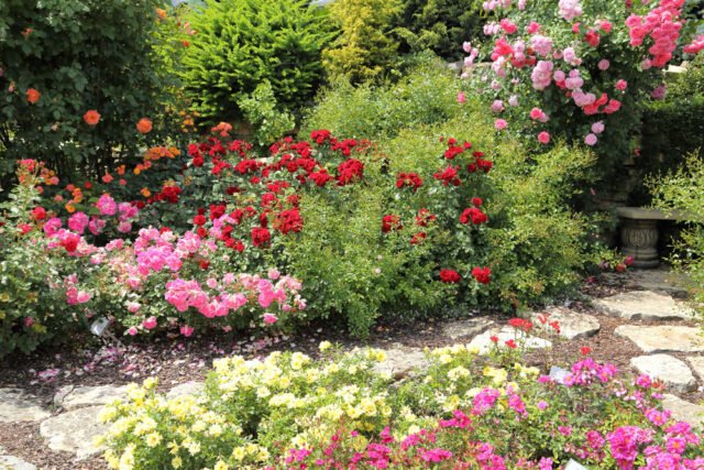 Bodendecker Rosen - 10 beliebte Sorten