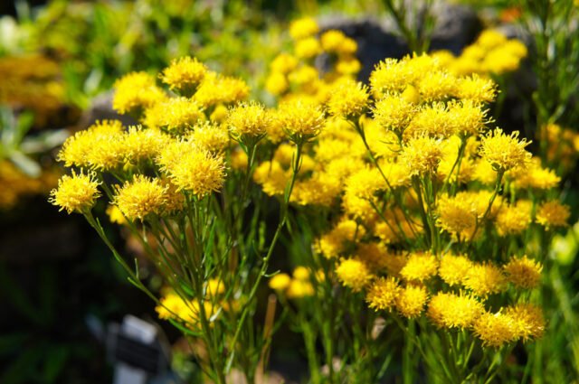 Gold-Aster pflanzen und pflegen