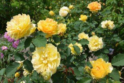 Bodendecker Rosen - 10 beliebte Sorten