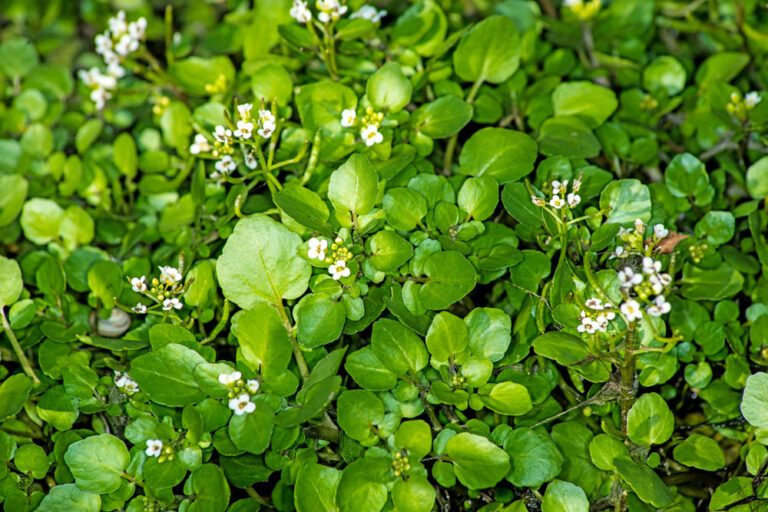 Kresse Arten: Diese tollen Sorten sollten Sie kennen