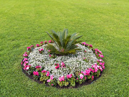 Inselbeet anlegen und gestalten - so gelingt es ganz einfach