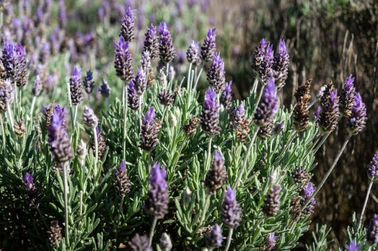 6 beliebte Lavendel-Sorten vorgestellt