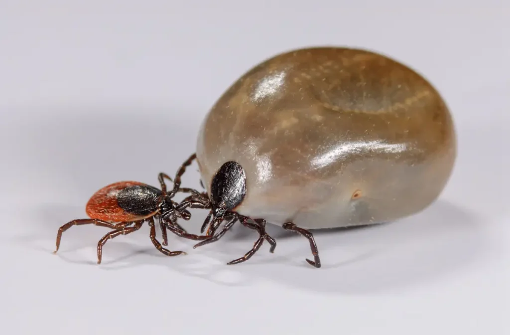 Zecken im Garten - Diese 5 Pflanzen halten sie fern